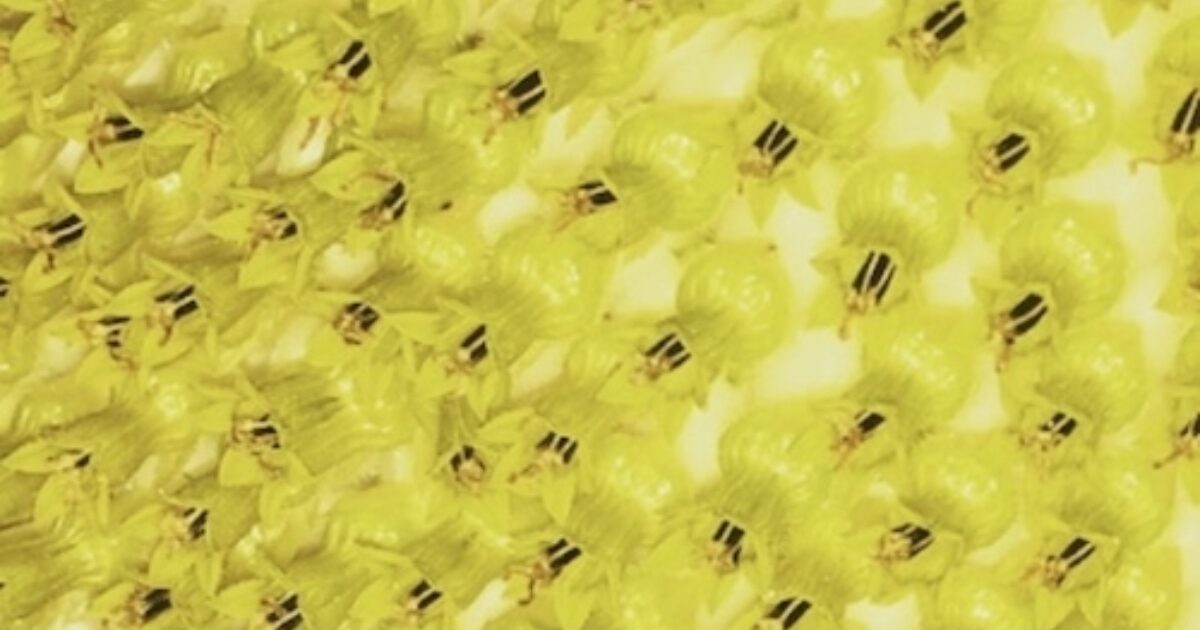 How to Become a Hum: An Elongated Note on… | The Poetry Foundation