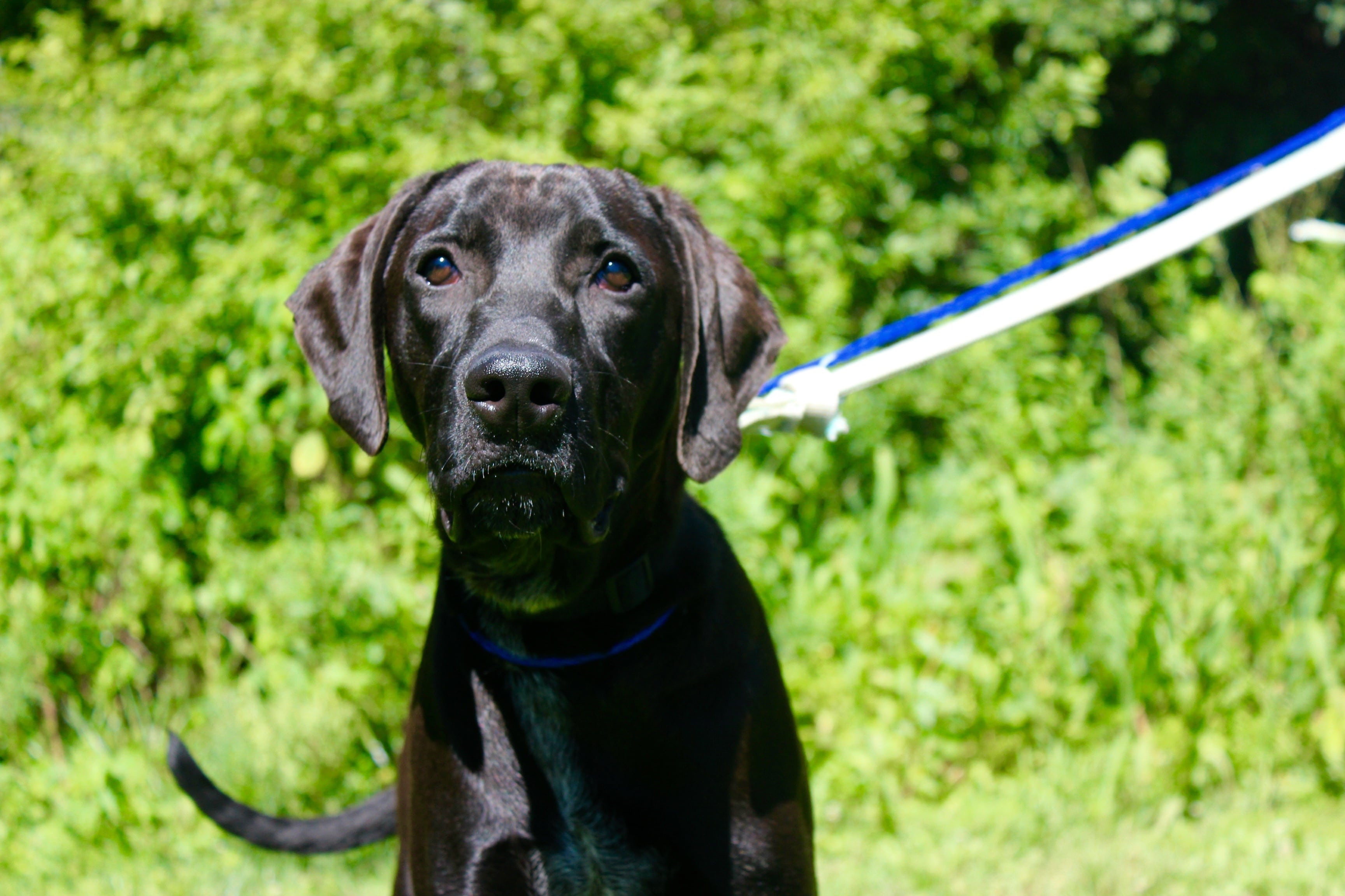 Black - ADOPTED - Cincinnati Lab Rescue