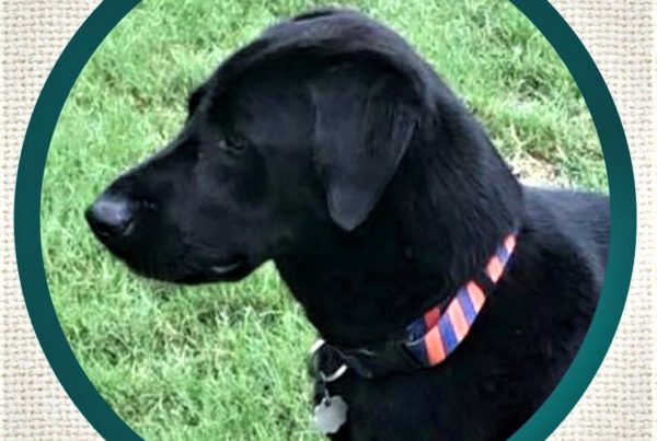 Cincinnati Lab Rescue