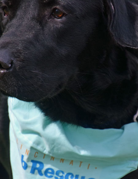 Available Labs - Cincinnati Lab Rescue