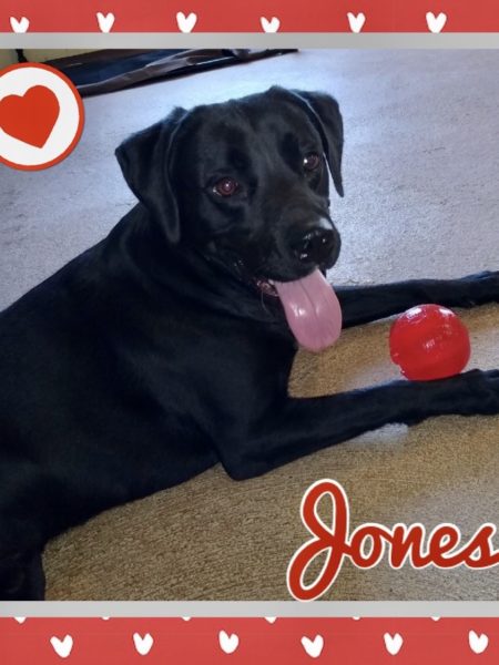 Available Labs - Cincinnati Lab Rescue