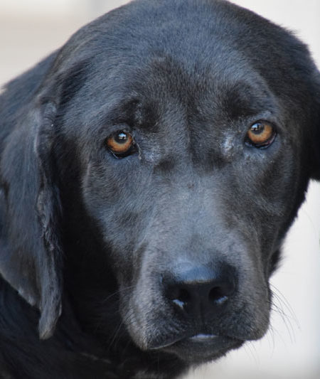 Available Labs - Cincinnati Lab Rescue