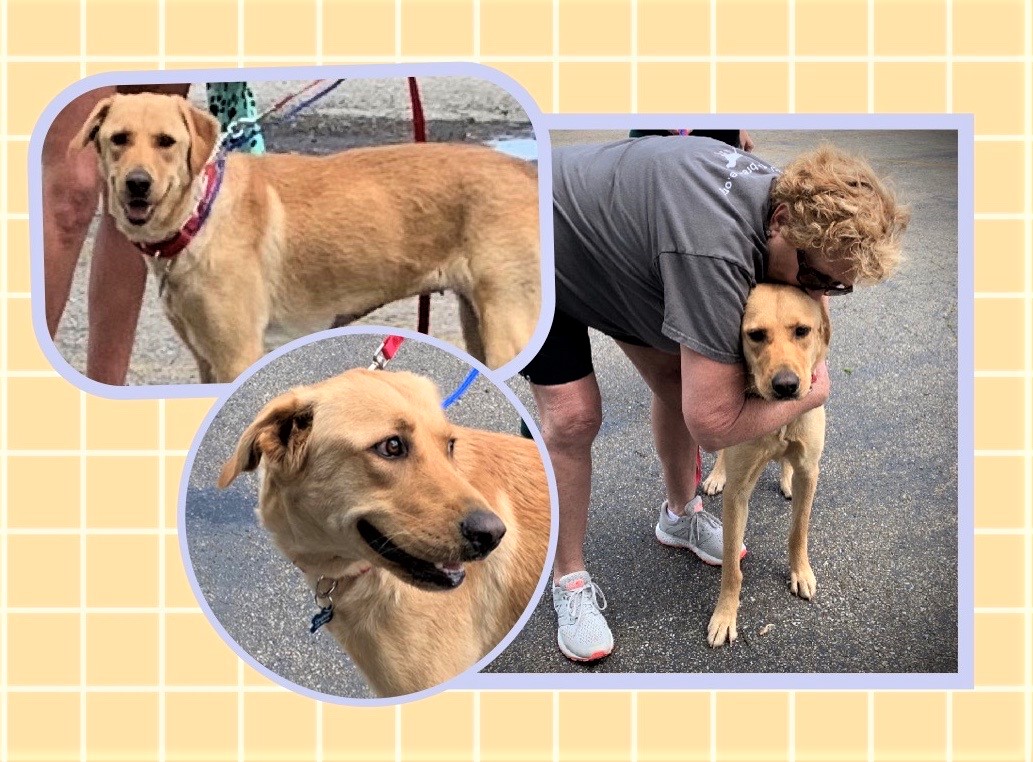 sadey-may-5-30-201 - Cincinnati Lab Rescue