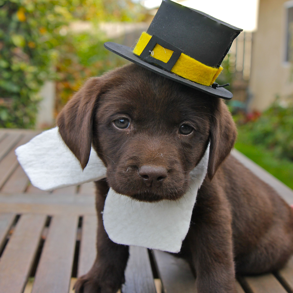 Lab-Thanksgiving-2 - Cincinnati Lab Rescue