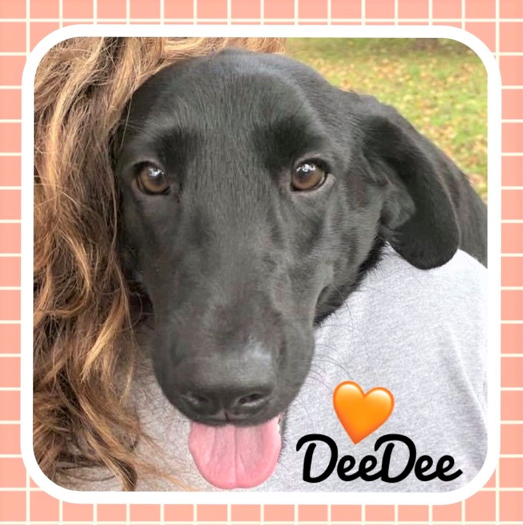 DeeDee -ADOPTED - Cincinnati Lab Rescue