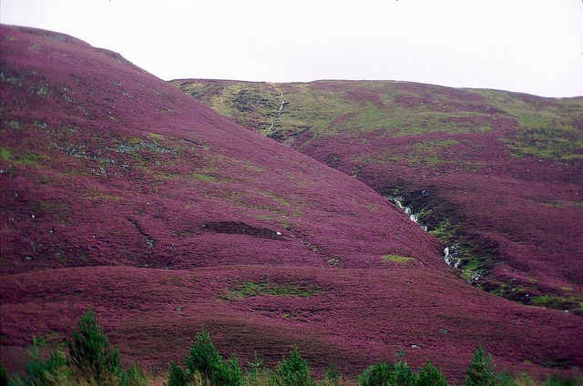 Purple Mountain Heather – Excelcia Music Publishing