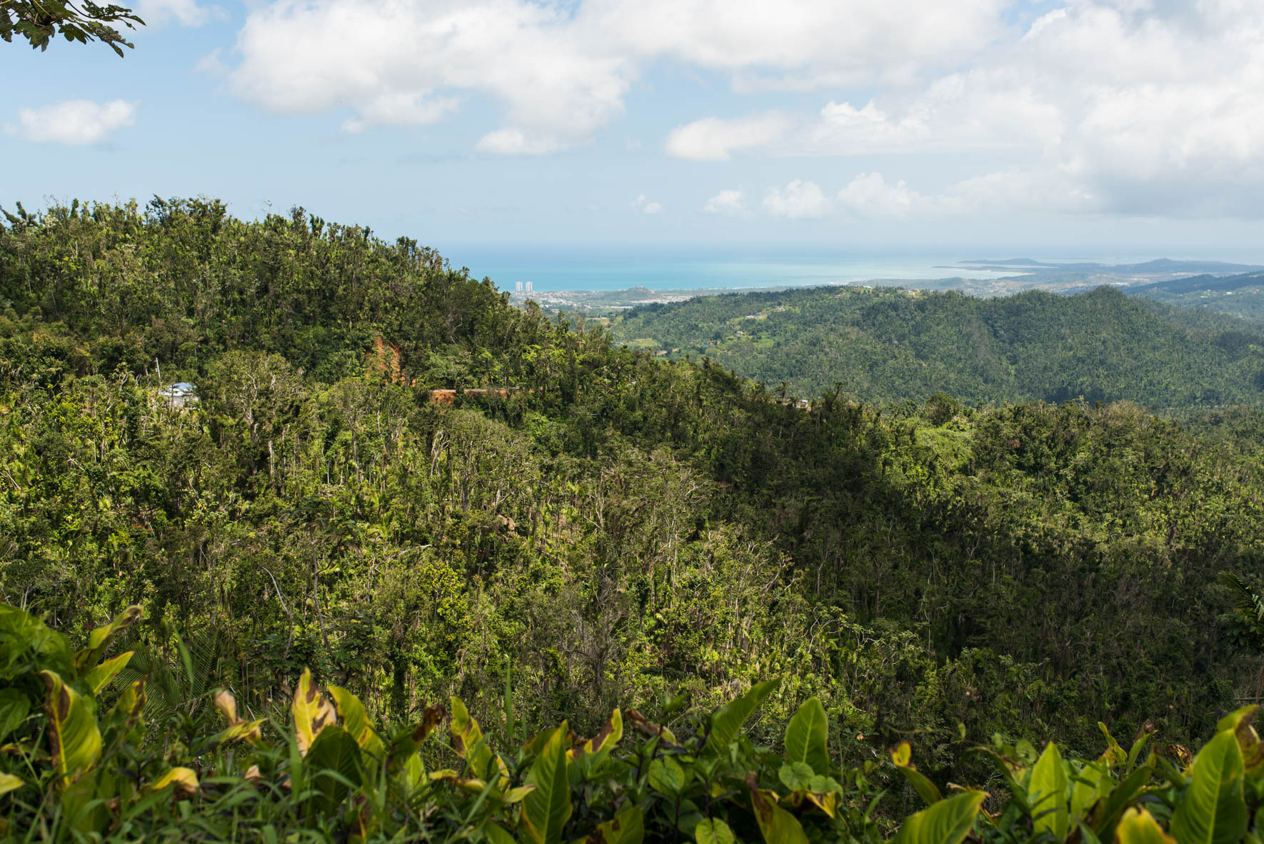 Exploring El Yunque National Rainforest in Puerto Rico - FilterGrade