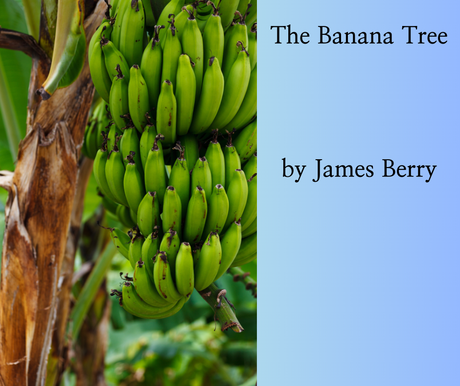 The-Banana-Tree- Fisher Reyna
