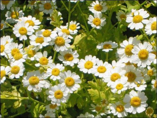 Catch the Feverfew - Facts about Feverfew - Homestead.org