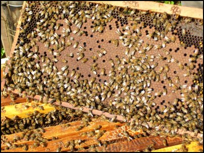Wintering Bees by Kim Flottum - Homestead.org Beekeeping