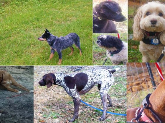 The Ultimate Guide to Farm Dogs on the Homestead from Homestead.org