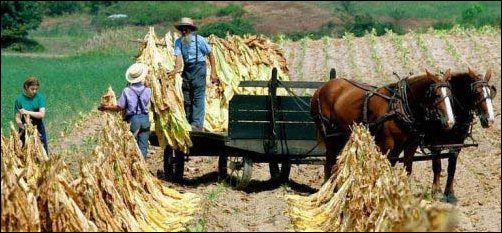 amish field work
