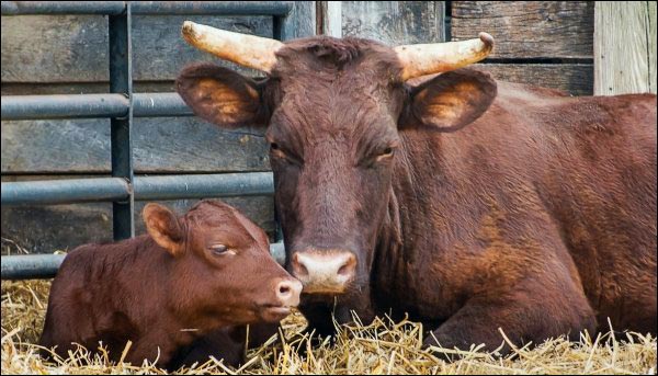 Heritage red Devon cow and calf