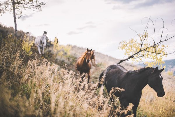 Lone Mountain Ranch Packages | Curated Collection of Adventures