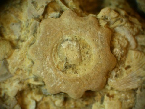 Dr. Bill's MN Geology Snapshots - Minnesota Mineral Club