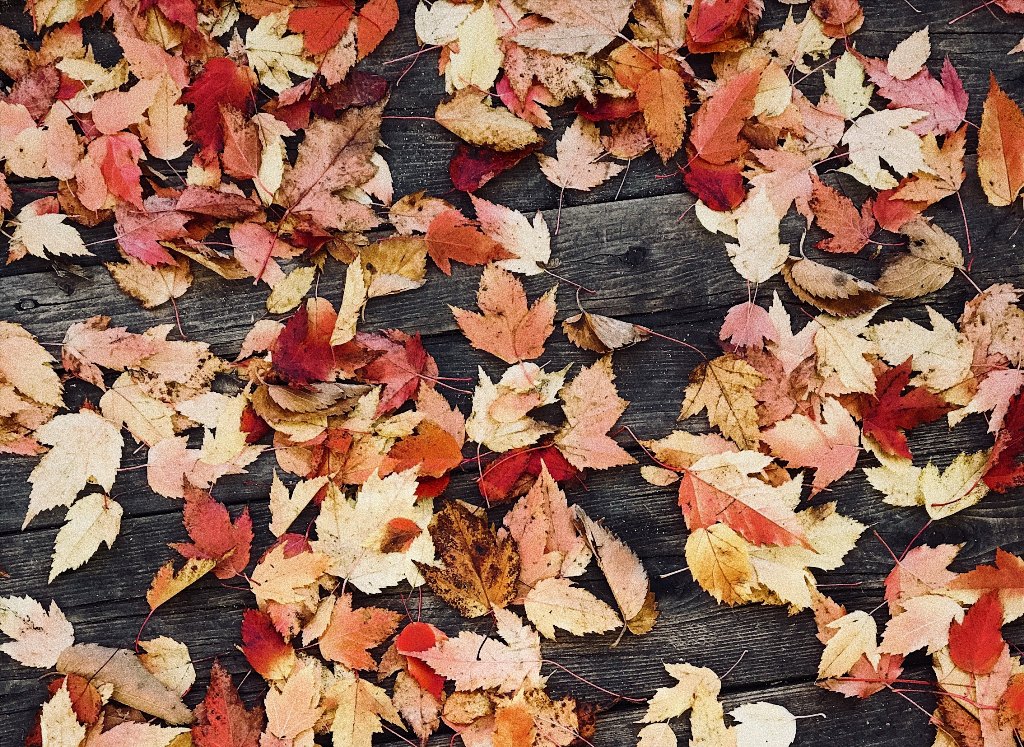 Autumn/Fall Vacation in California Opoli - Opoli Blog