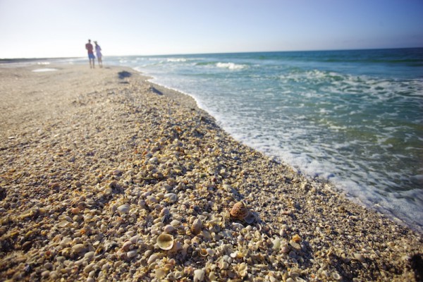 How to collect seashells in coastal Florida | Orbitz
