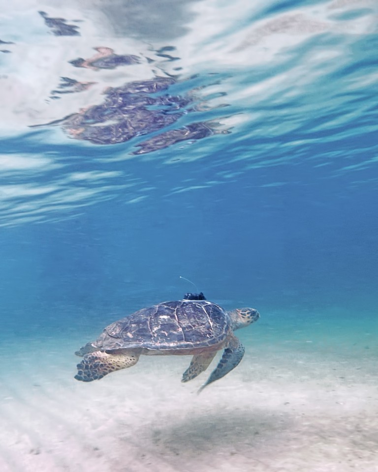 How to follow Caribbean sea turtles (video) | Orbitz