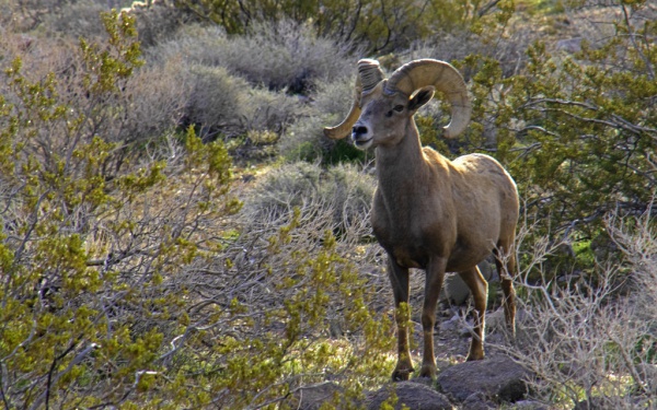 8 best day trips from Las Vegas | Orbitz