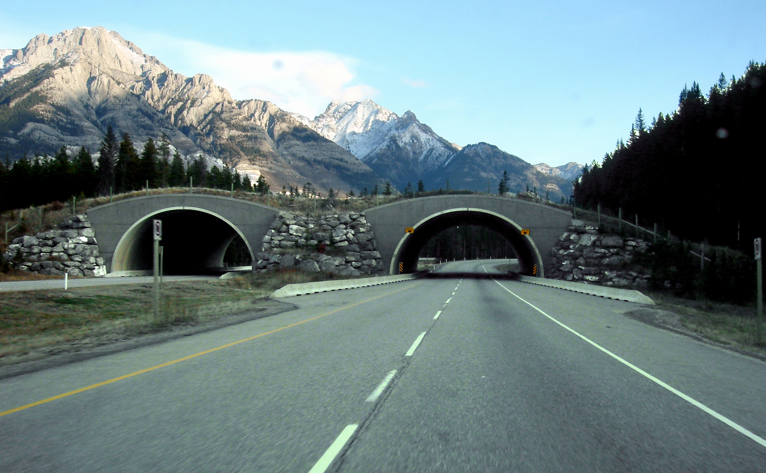 Wildlife Bridges: How They Make the Road Safer for All - RVshare.com