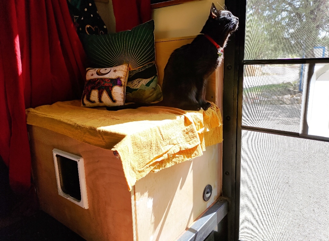 How to Train Your Cat to Enjoy RVing: Vanna Mae - RVshare.com