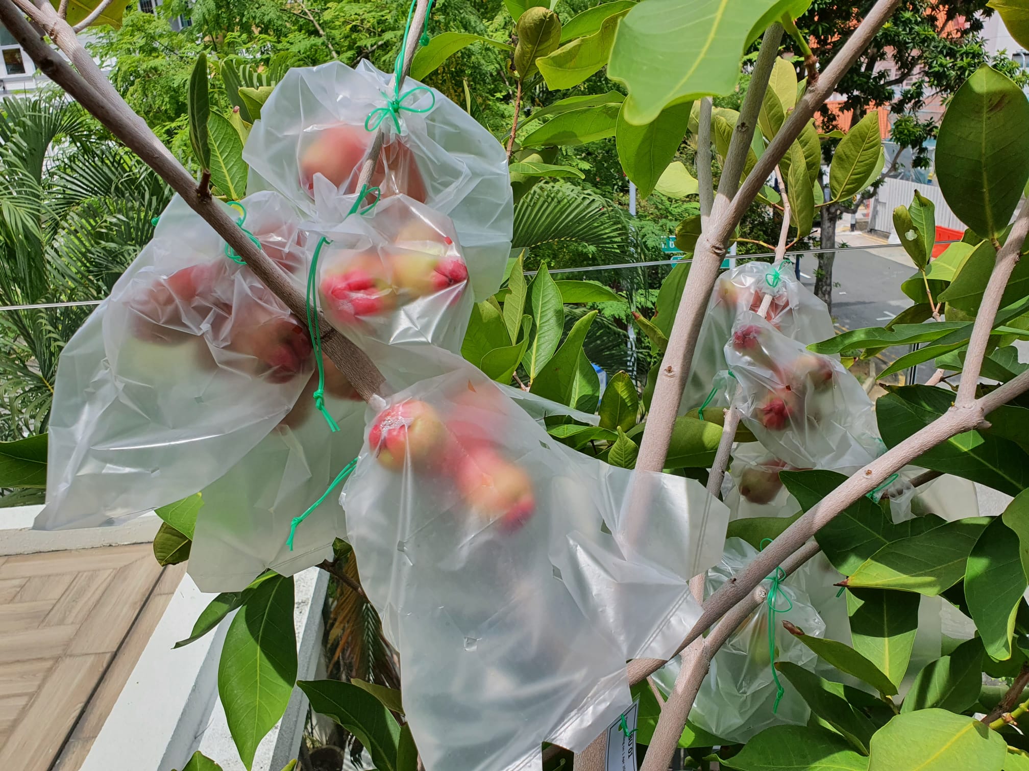 An Inside Look: Intelligent Eco Farm By Tan Lay Hoon