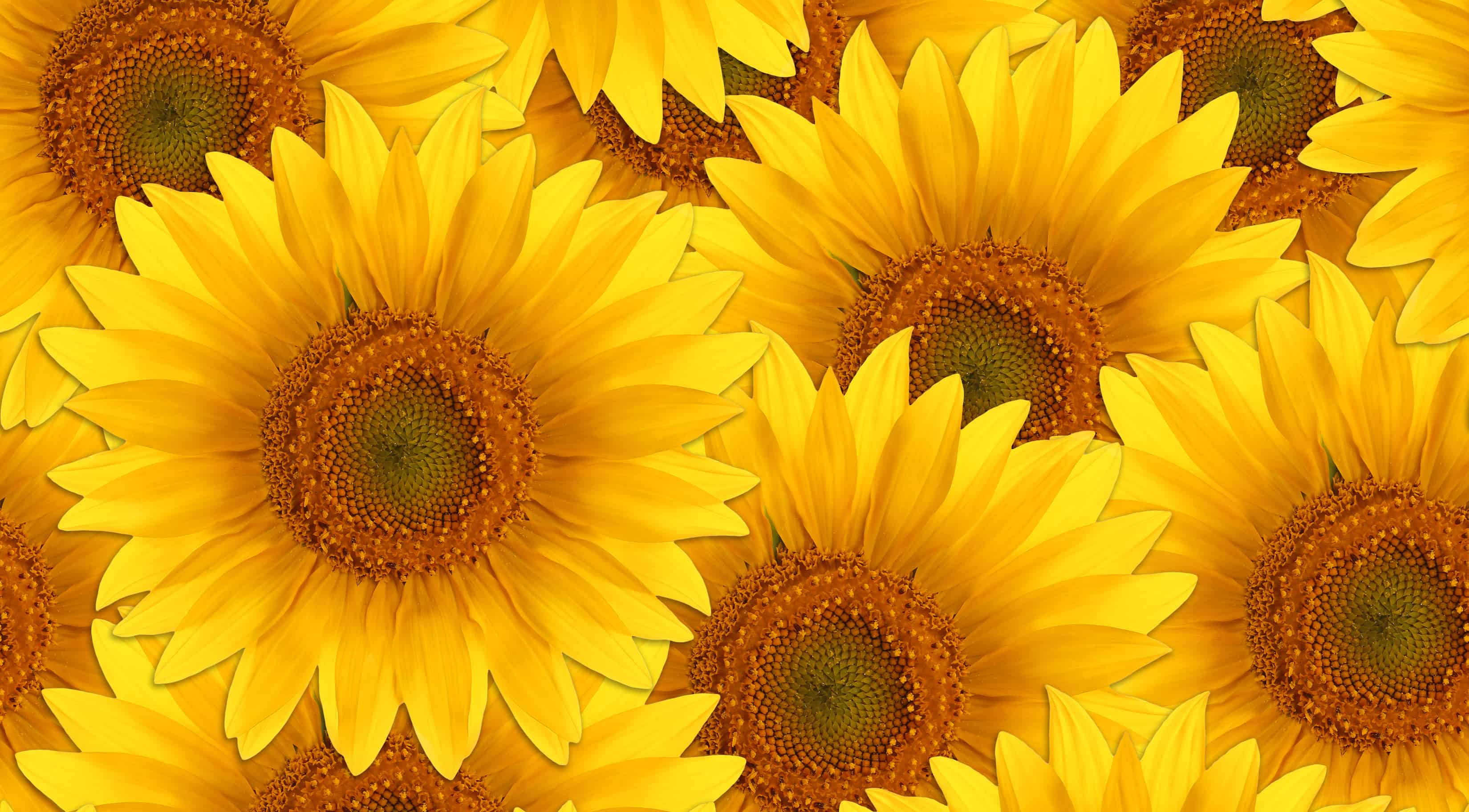 DearJames® Advice – Will I | The Wellness Universe