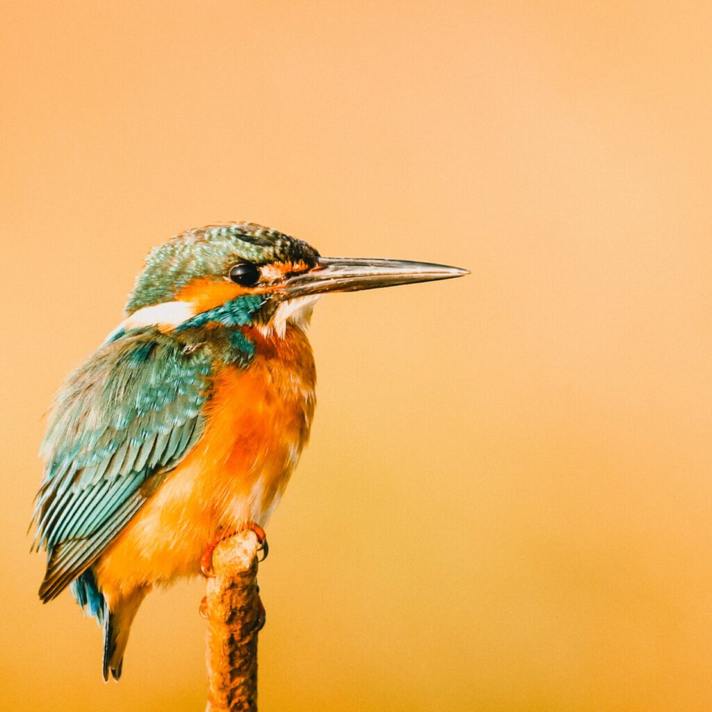 Best Lightroom Presets for Birds & Best Bird Overlays - Website Tips ...