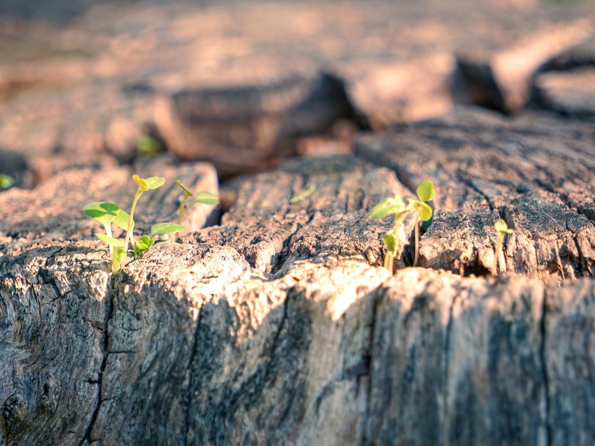 A Channeled Guide to the Life-Death Transition - WebTalkRadio.net