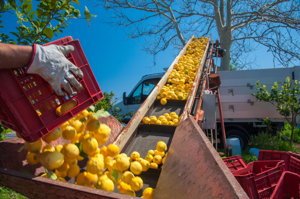 Just picked lemons being loaded into a truck during harvest time in ...